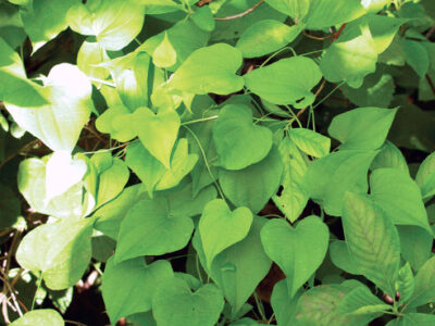 Herb to Know: Wild Yam - Mother Earth Living
